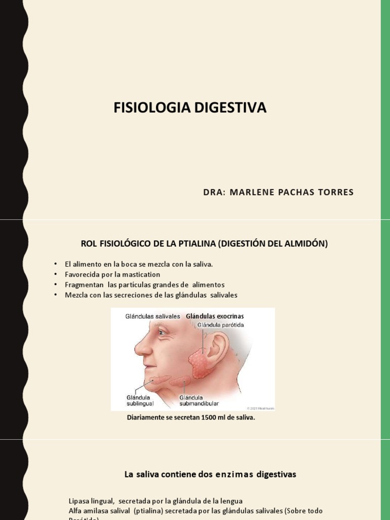 Función y actividad de la ptialina | PDF | Digestión | Almidón