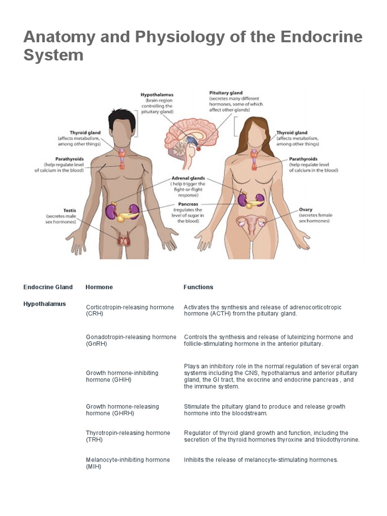 Anatomy and Physiology of The Endocrine System | PDF | Luteinizing Hormone | Endocrine System