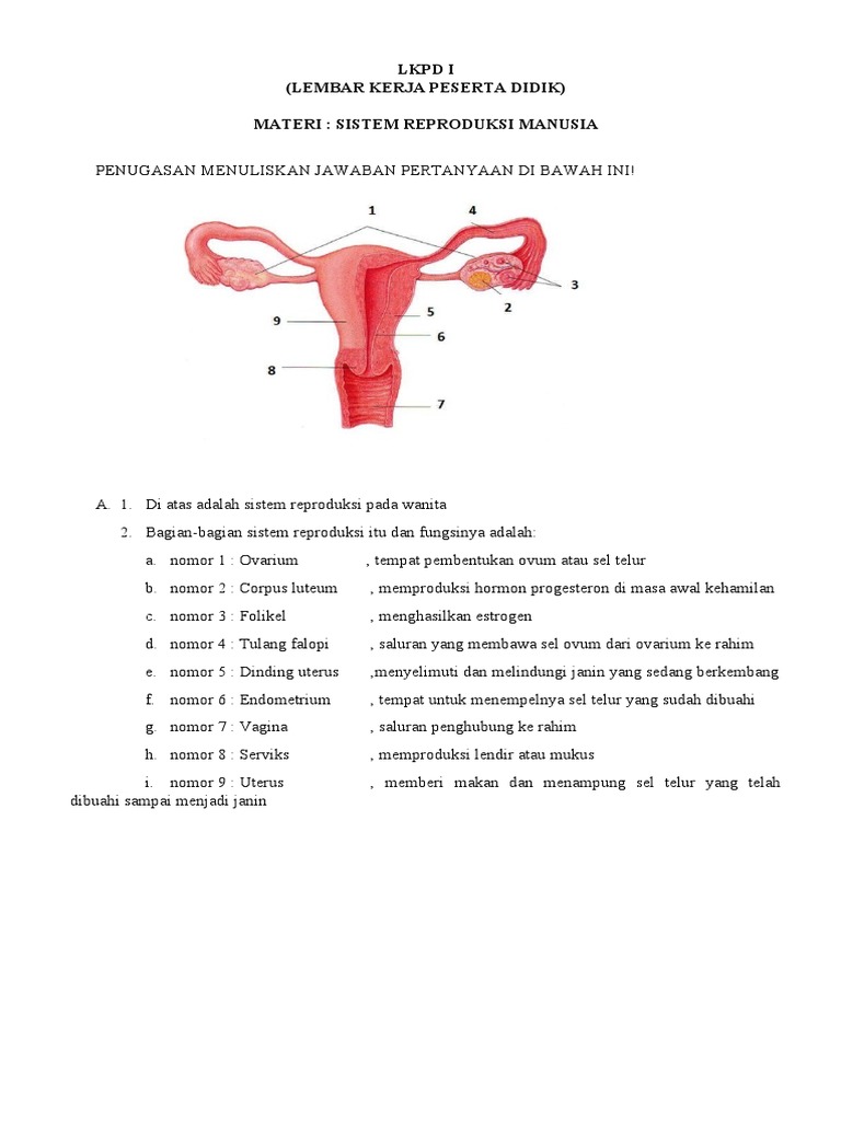 LKPD I - Sistem Reproduksi Manusia | PDF