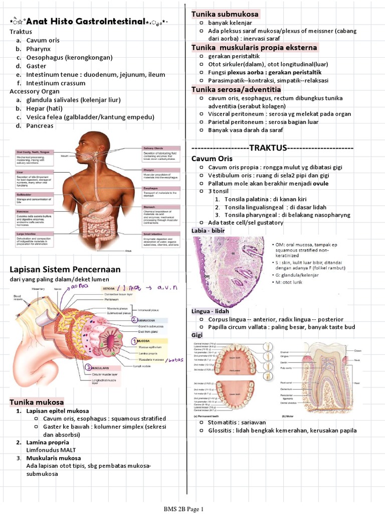 Anat Histo Pencernaan | PDF