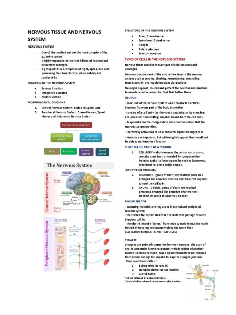 (w14) Nervous Tissue and Nervous System | PDF | Neuron | Nervous System