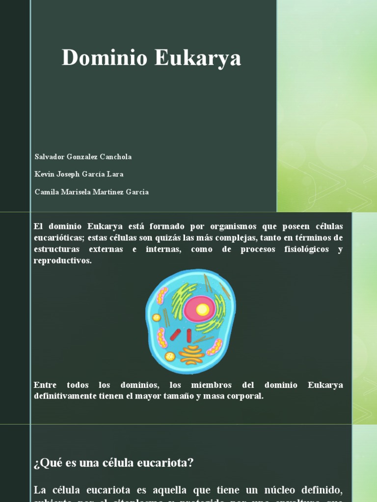 Dominio Eukarya | PDF | Biología Celular) | Eucariotas
