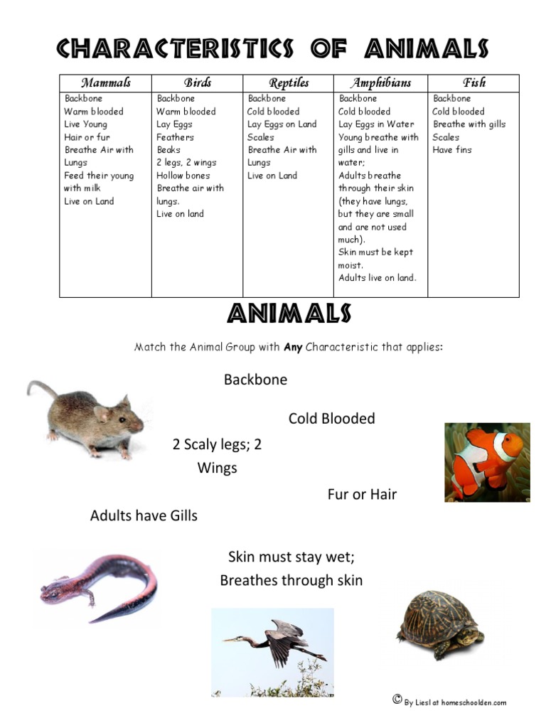 5-Animal-Groups-Characteristics-of-Animals-Worksheets | PDF | Egg ...