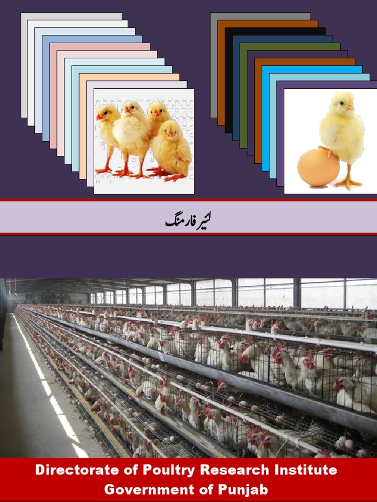 Layer Farming01 0 | PDF