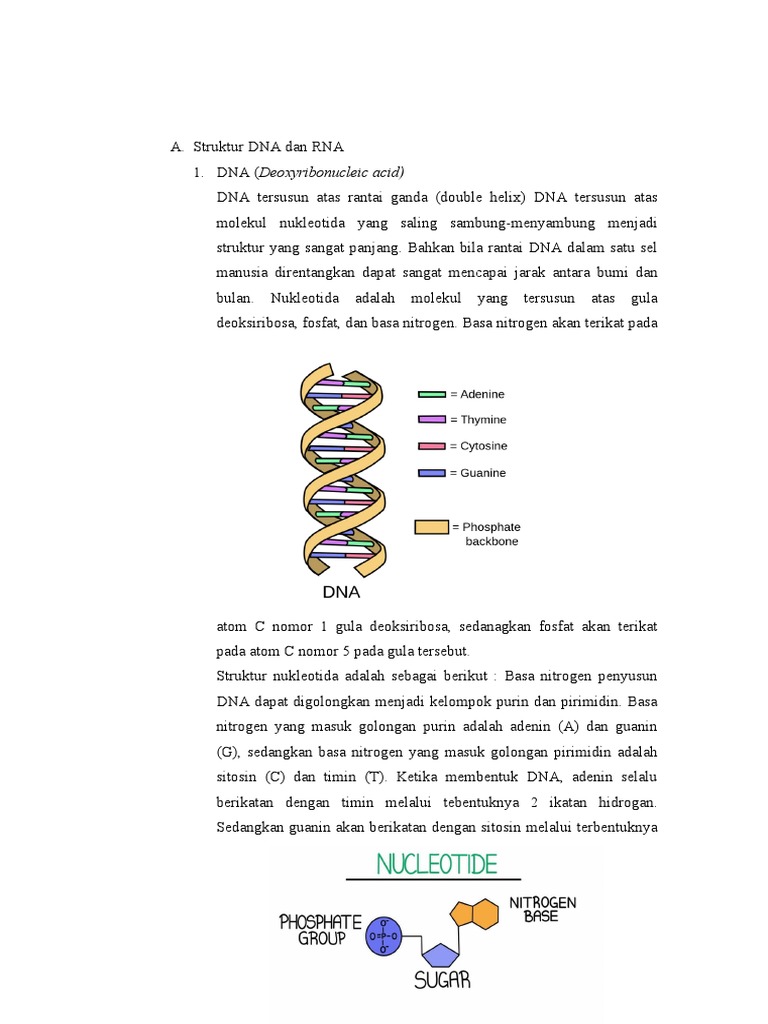 Struktur dan Sintesis DNA-RNA | PDF