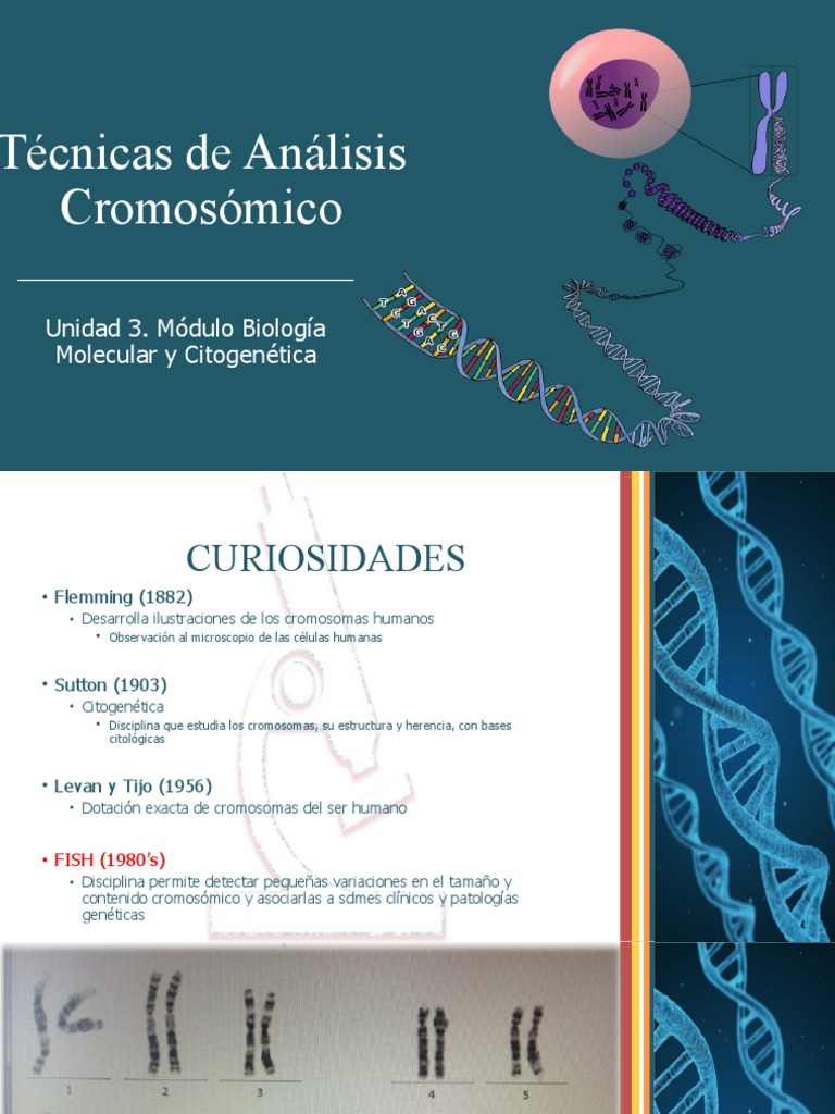 Técnicas de Análisis Cromosómico. Unidad 3 Módulo 4 | PDF | Cromosoma | Citogenética