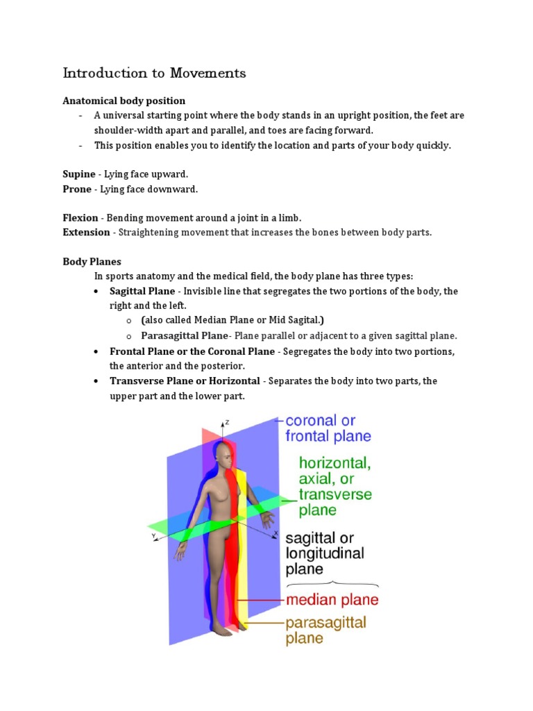 PE1 Introduction To Movements | PDF | Anatomical Terms Of Motion ...