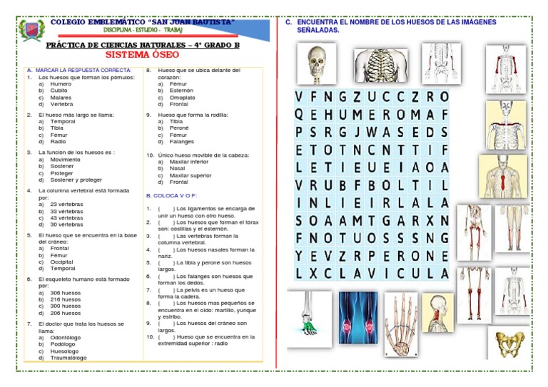 Práctica sobre el Sistema Óseo 4° Grado | PDF | Esqueleto | Hueso