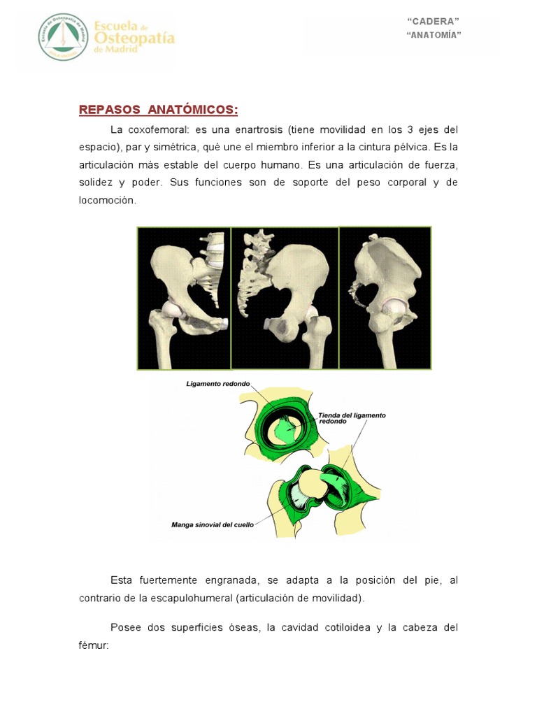 Anatomia Coxofemoral | PDF | Articulación | Anatomía humana