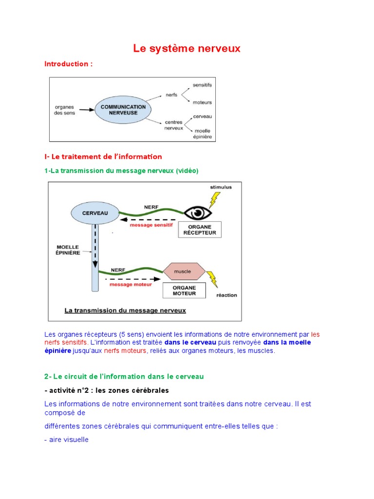 Comprendre le Système Nerveux 4ème | PDF | Cerveau | Nerf