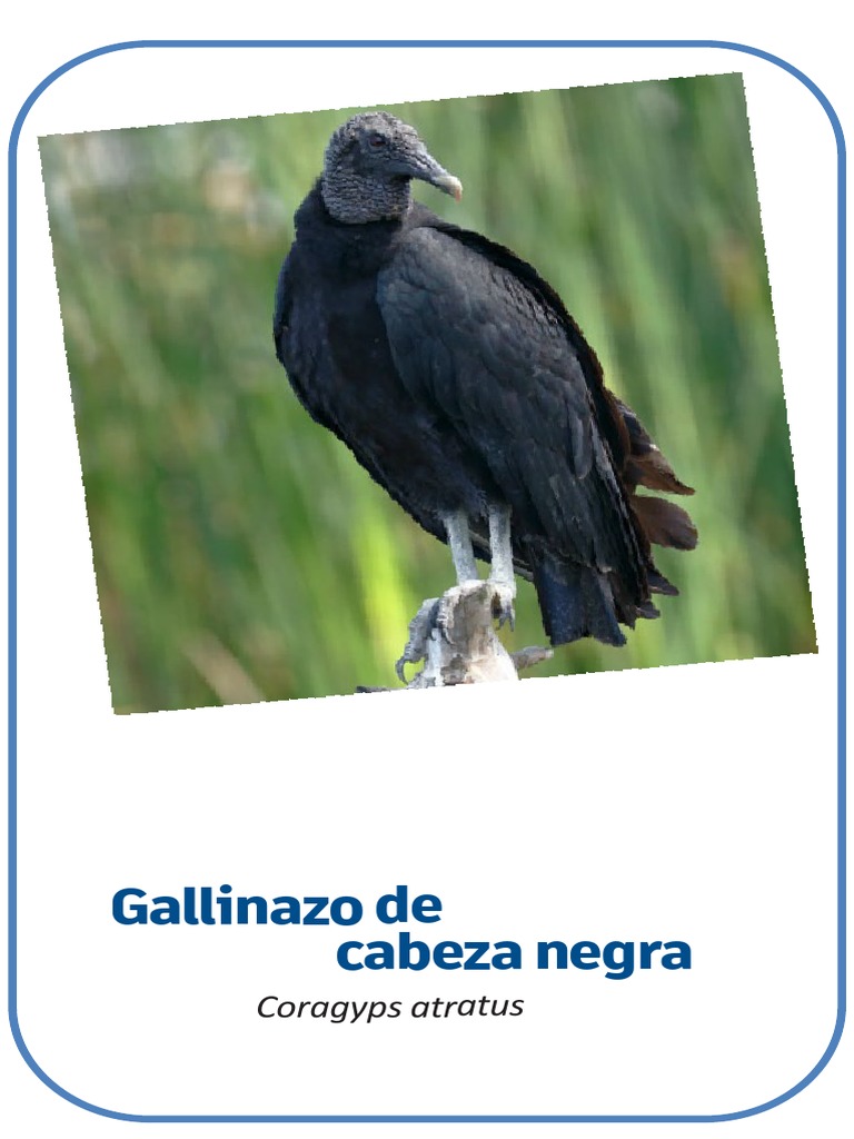 Aves de Lima | PDF | Aves holarctic | Ornitología