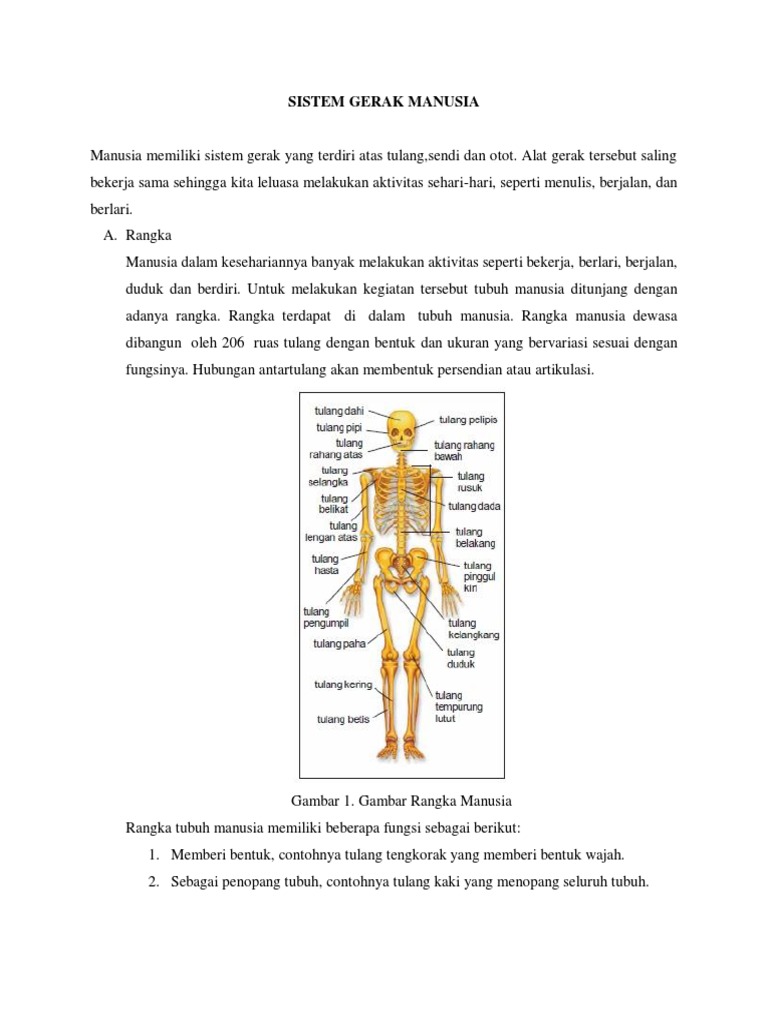 Sistem Gerak Manusia | PDF