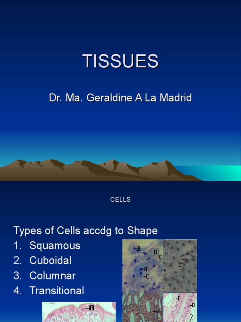 Lec 3 Part 1. TISSUES pART 1 | PDF | Epithelium | Tissue (Biology)