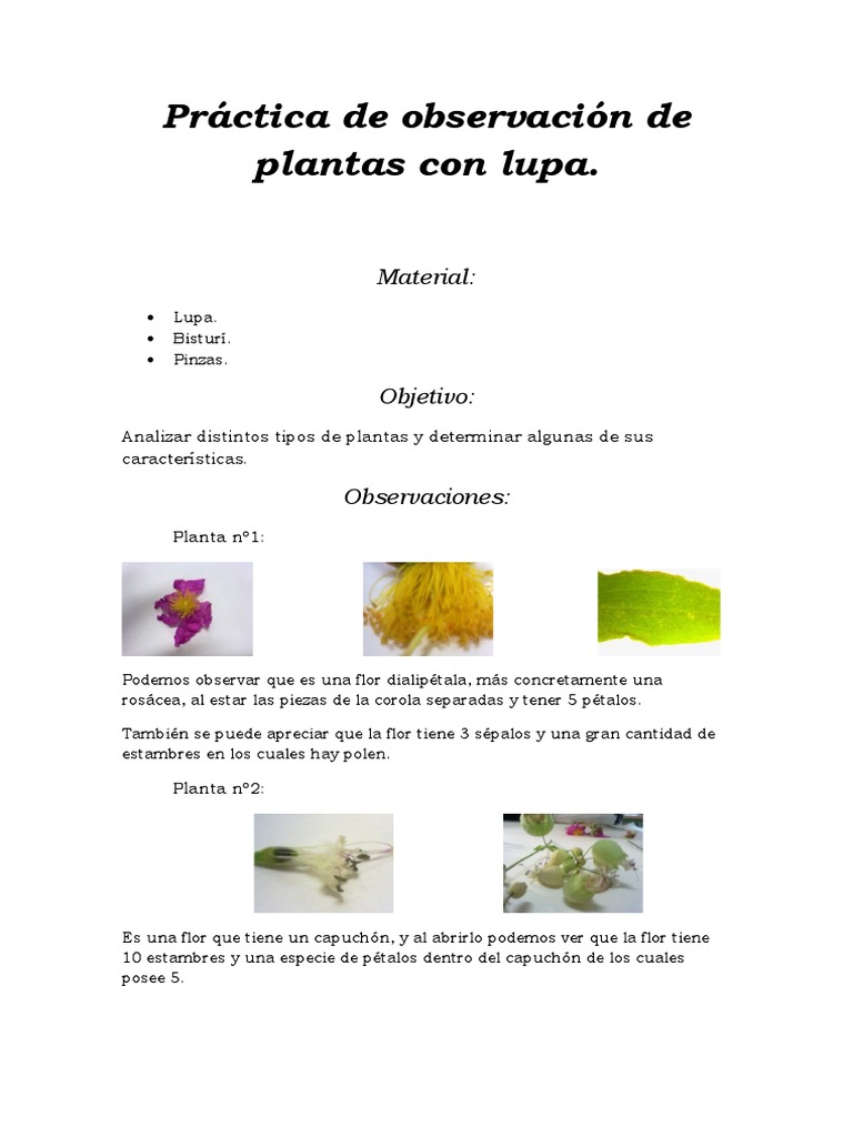 Practica de Observacion de Plantas Con Lupa | PDF