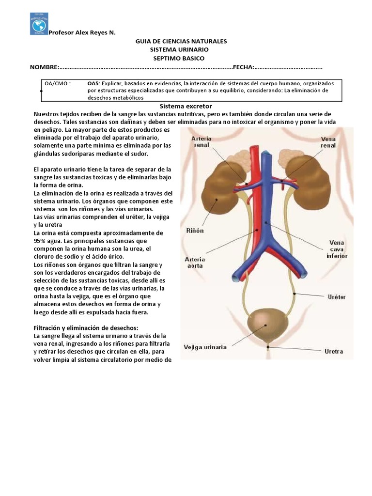 Sistema Urinario 8° | PDF | Sistema urinario | Orina