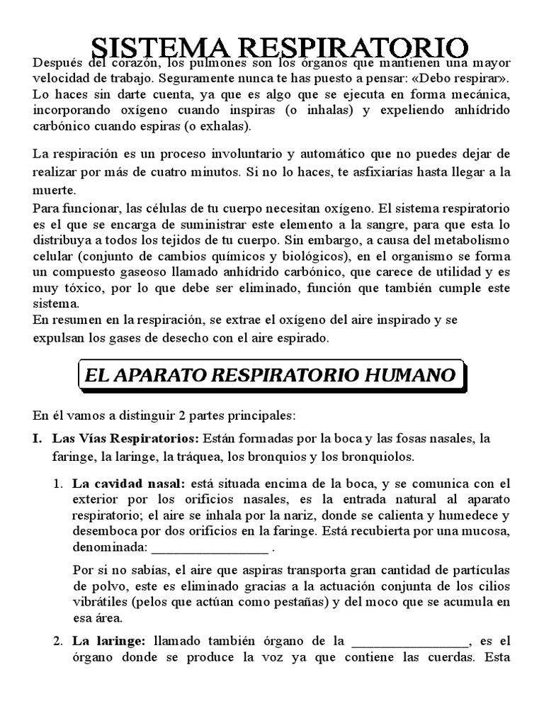 Sistema Respiratorio 5to y 6to | PDF | Pulmón | Sistema respiratorio
