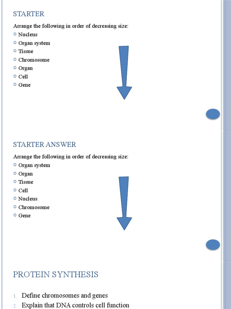 Protein Synthesis | PDF | Science & Mathematics