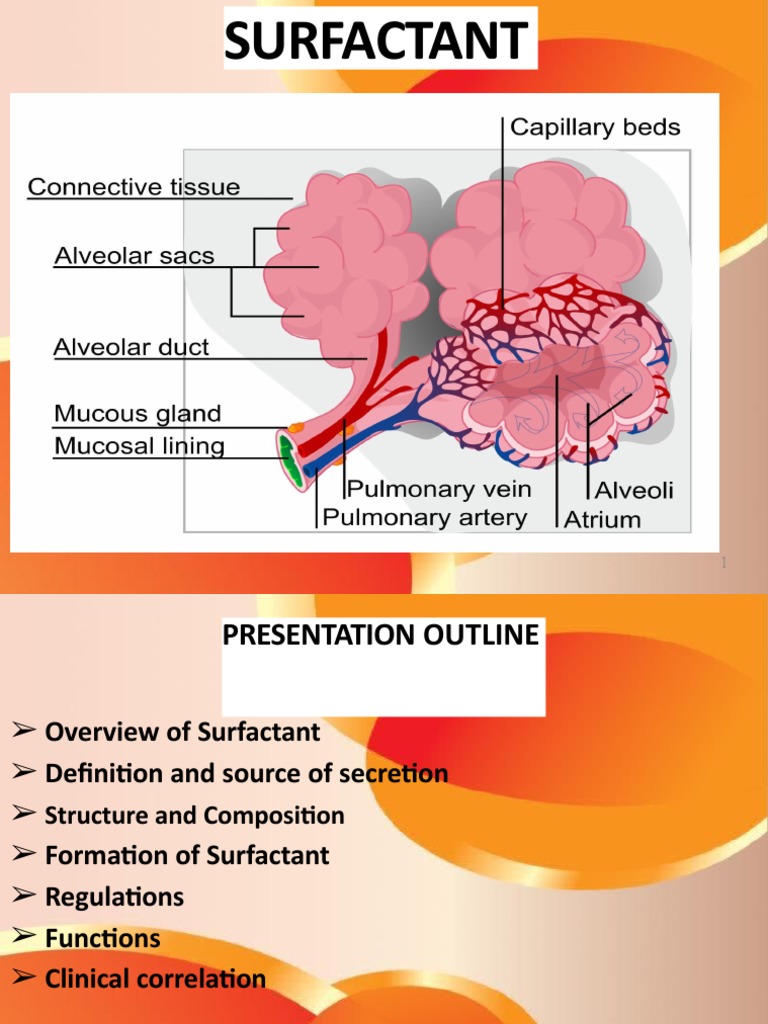 Surfactant Presentation | PDF | Lung | Medical Specialties