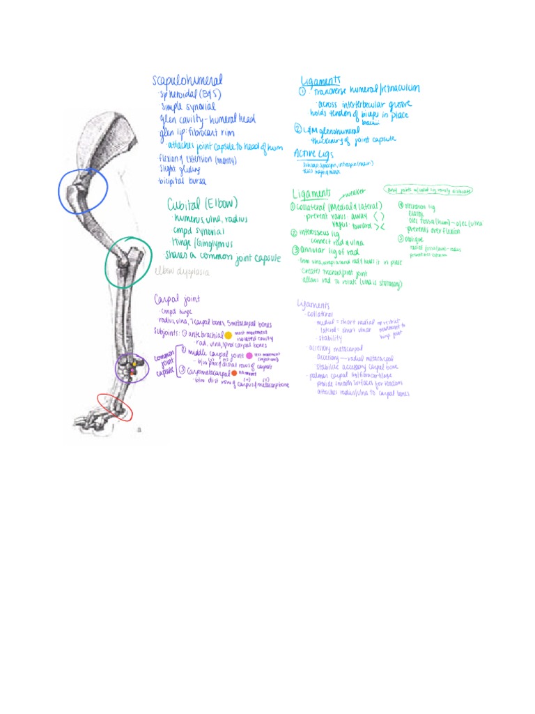 Forelimb Joints and Ligaments Small Animal | Download Free PDF ...