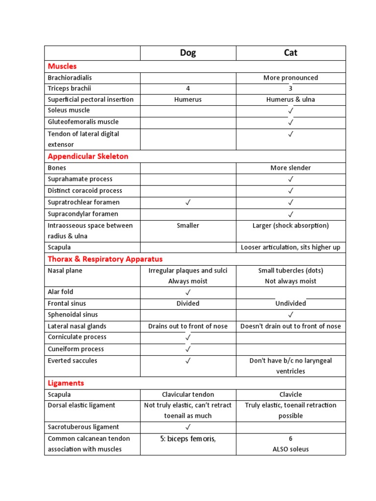 Cat vs Dog Anatomy Anatomical Differences | PDF | Vertebra | Thorax