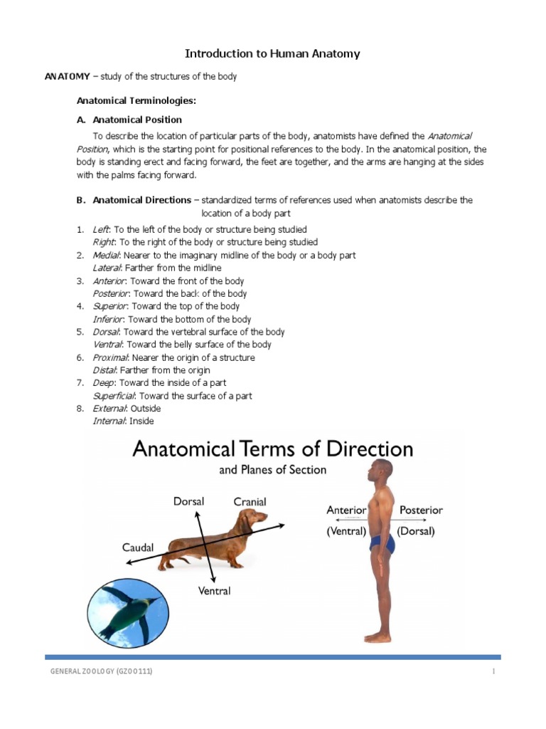 Anatomical Terms | PDF | Anatomical Terms Of Location | Anatomy