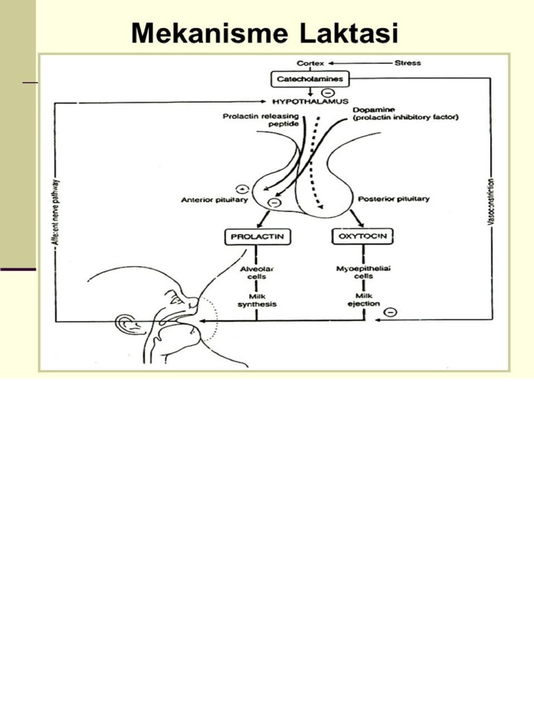 Mekanisme Laktasi | PDF