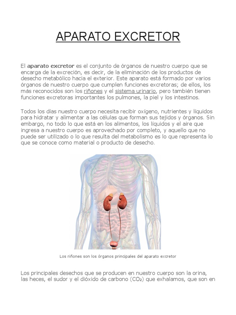 Aparato Excretor | PDF | Sistema urinario | Riñón
