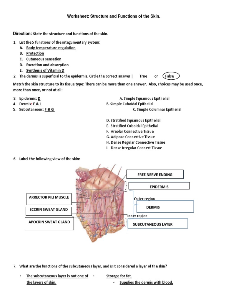 Integumentary System Worksheet 1 | PDF | Epithelium | Skin