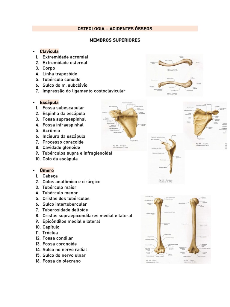 Revisão - Osteologia | PDF | Anatomia | Membros (anatomia)