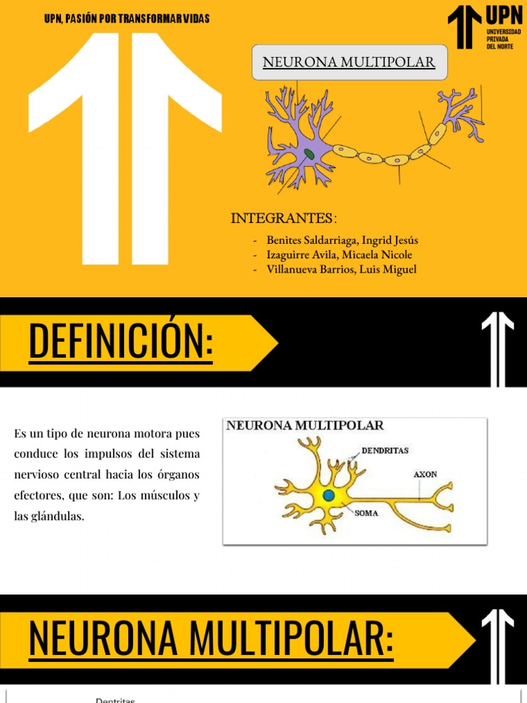 Neurona Multipolar | PDF | Neurona | Sistema nervioso