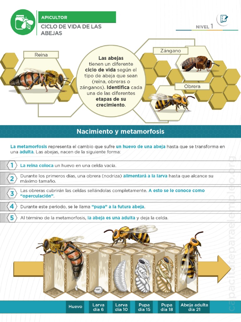 Ciclo de Vida de La Abeja | PDF
