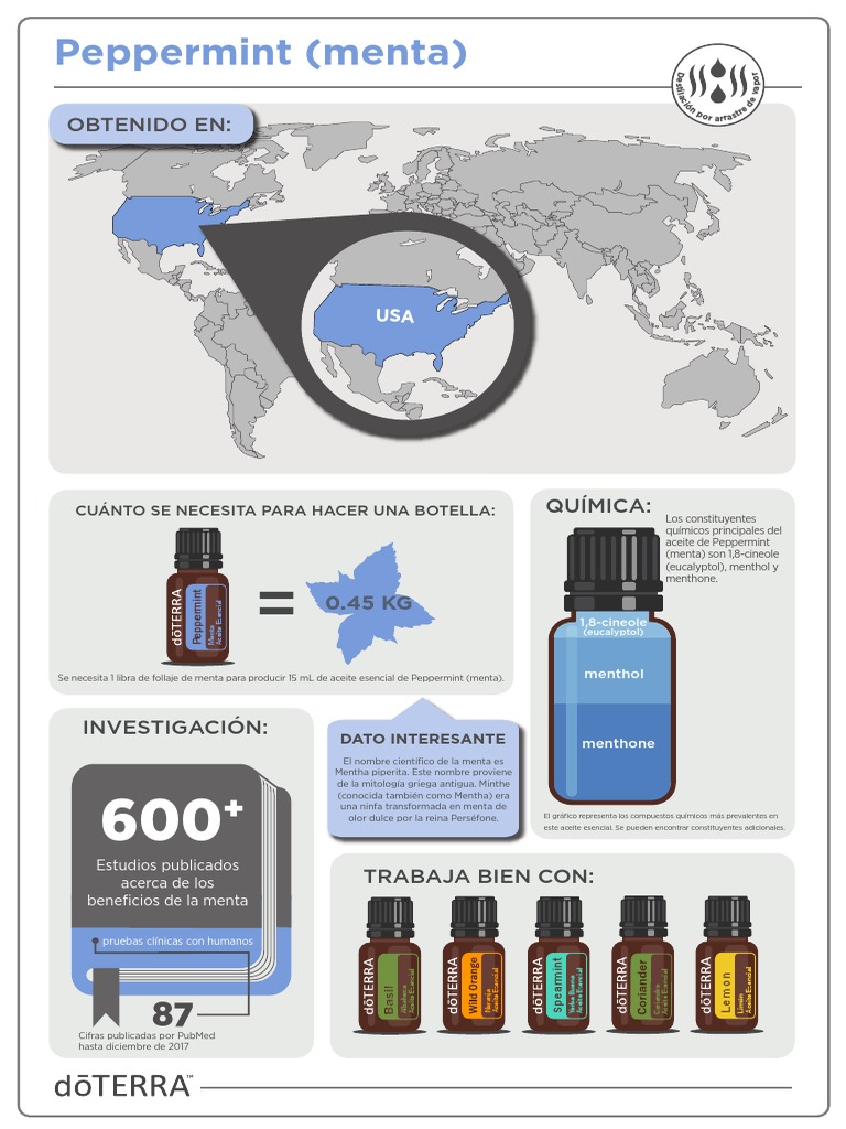 Infographic Peppermint | PDF | Mentha | Plantas comestibles