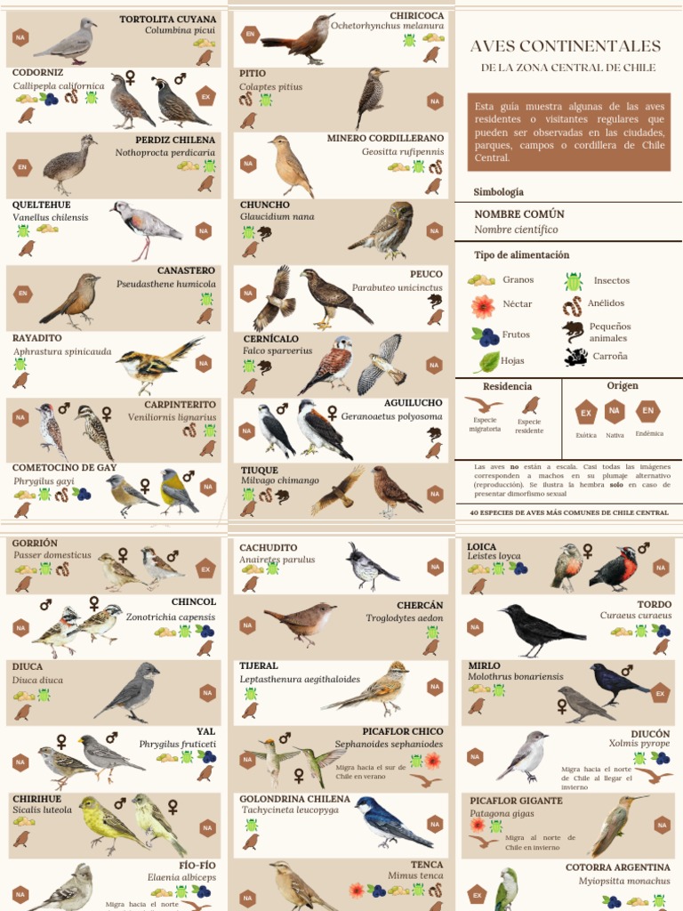 Aves Comunes de Chile Central | PDF | Ornitología | Aves