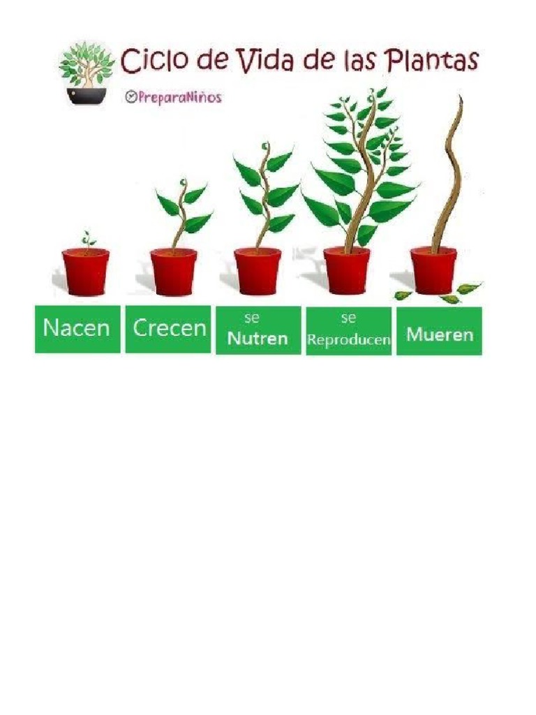 Ciclo de Vida de Las Plantas | PDF