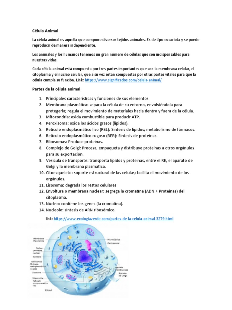 Célula Animal | PDF | Citoplasma | Biología Celular)