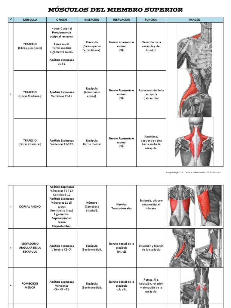 Musculos Miembro Superior | PDF | Codo | Mano