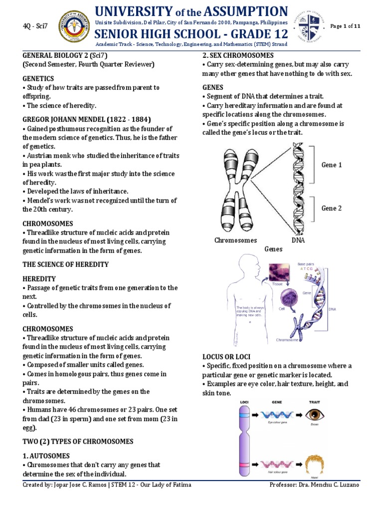 General Biology 2 (Sci7) | PDF | Dominance (Genetics) | Genotype