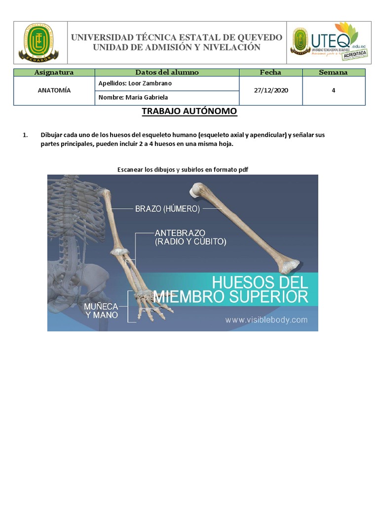 Hueso Esqueleto | PDF