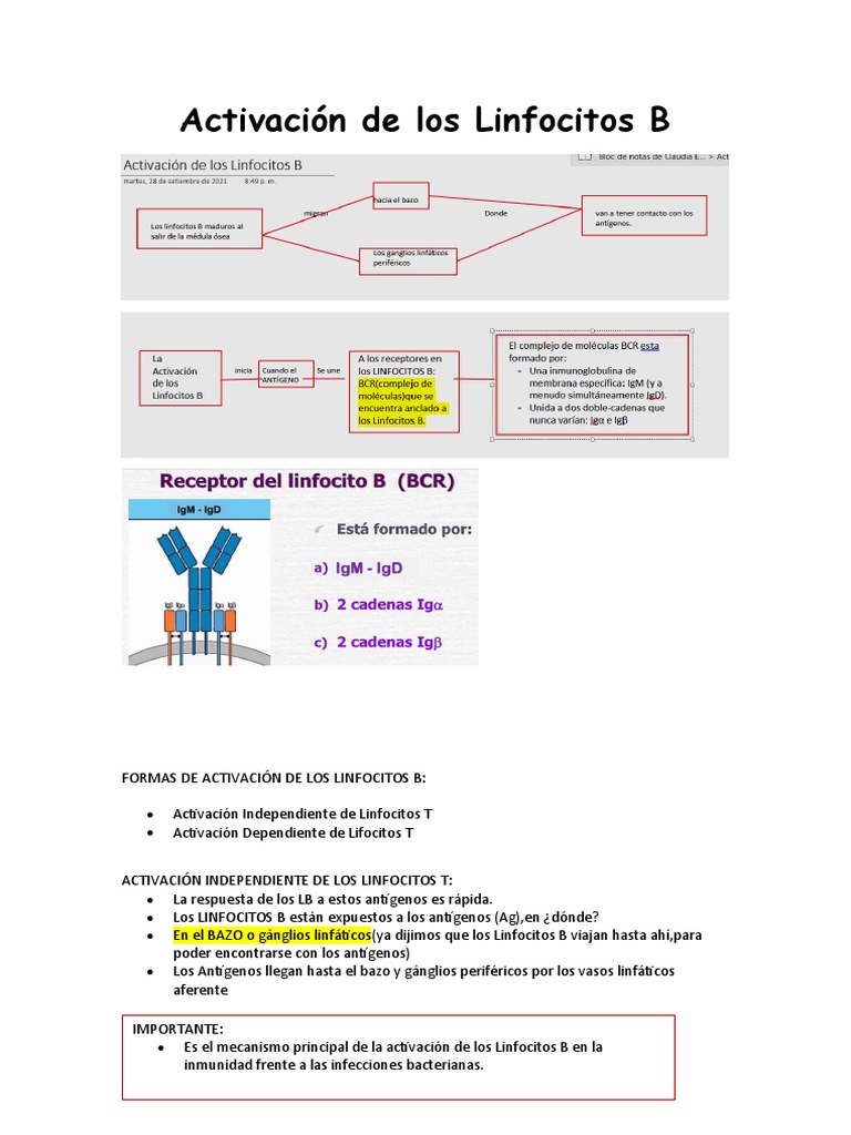 Activación de Linfocitos B | PDF | Célula B | Linfocitos
