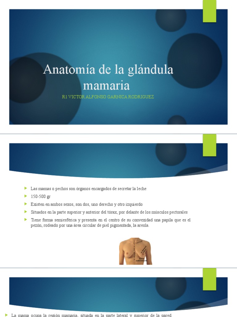 Glandula Mamaria : Aspectos Morfológicos de la Mama. Una Revisión de la ...