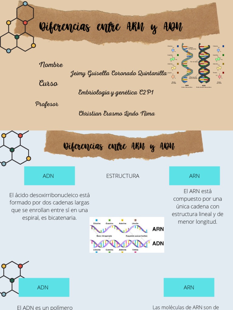 Principios Del Desarrollo Humano | PDF | Rna | Adn