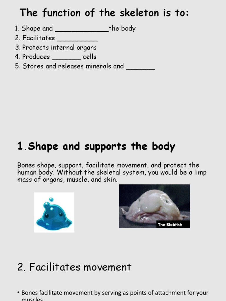 The Skeletal System - Student Copy 3 | PDF