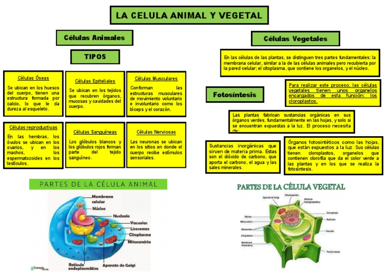 Mapa Conceptual - Celula Animal y Vegetal | PDF | Plantas | Fotosíntesis