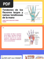 Anatomía del Flexor Palmar en la Mano | PDF | Mano | Sistema ...