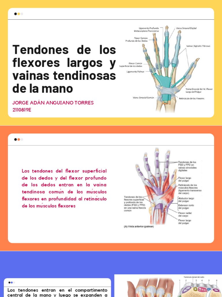 Tendones de Los Flexores Largos y Vainas Tendinosas de La Mano | PDF
