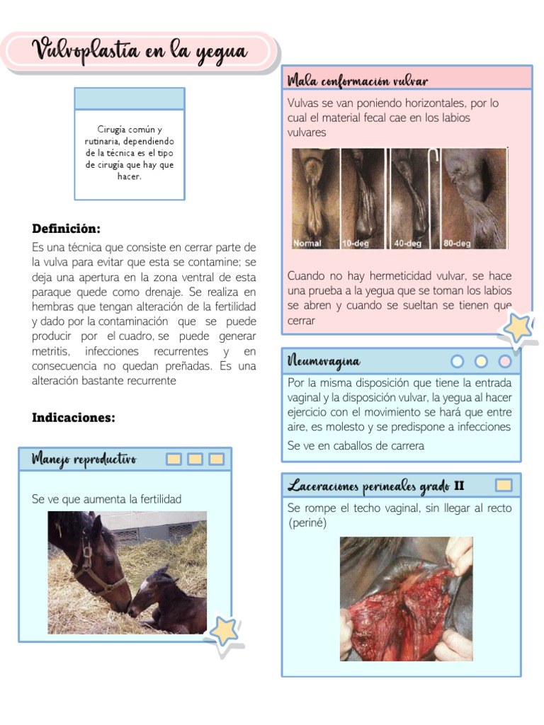 Vulvoplastía en yeguas: técnica y cuidados | PDF | Vagina ...