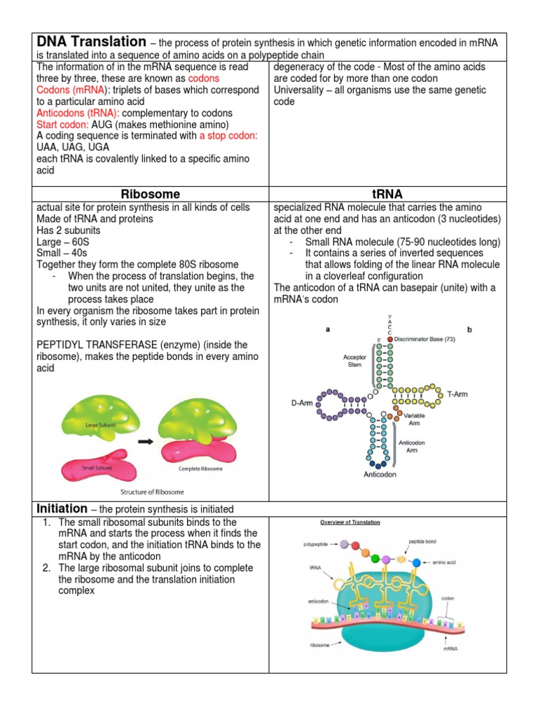 DNA Translation | PDF | Translation (Biology) | Ribosome