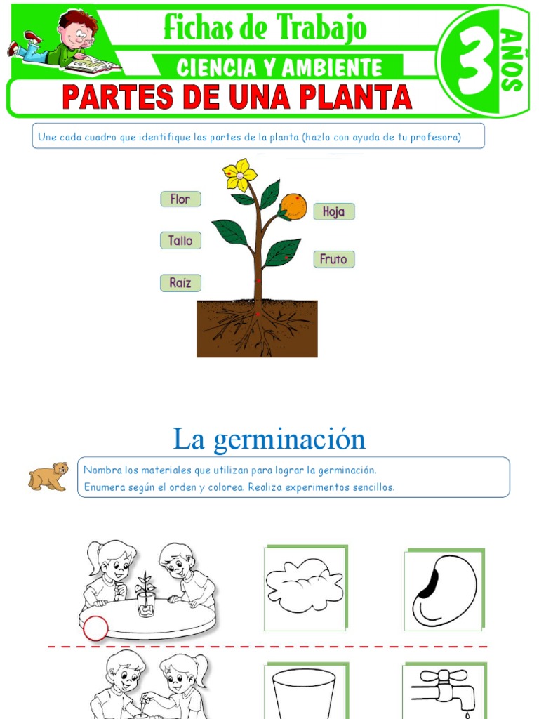 Hojas De Trabajo Sobre Las Partes De Una Planta Para Jardín De Infantes