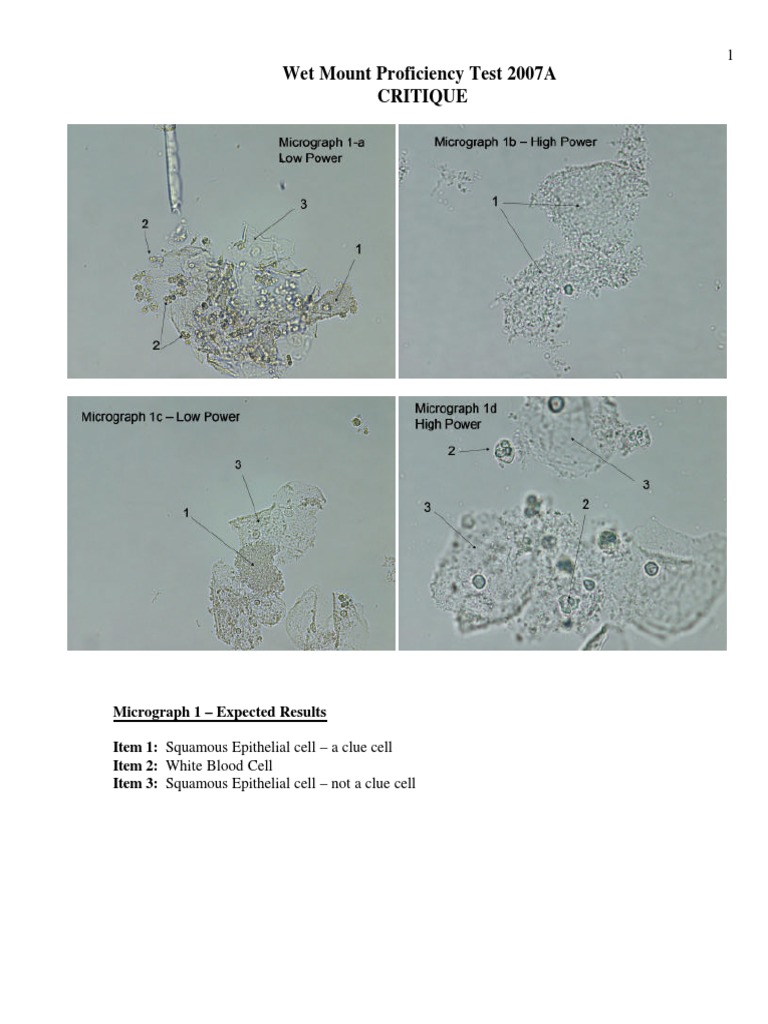 Wet Mount Proficiency Test Analysis | PDF | Cell (Biology) | Red Blood Cell