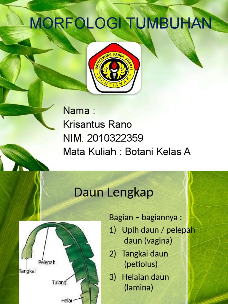 Morfologi Daun-Krisantus Rano | PDF | Griya & Taman
